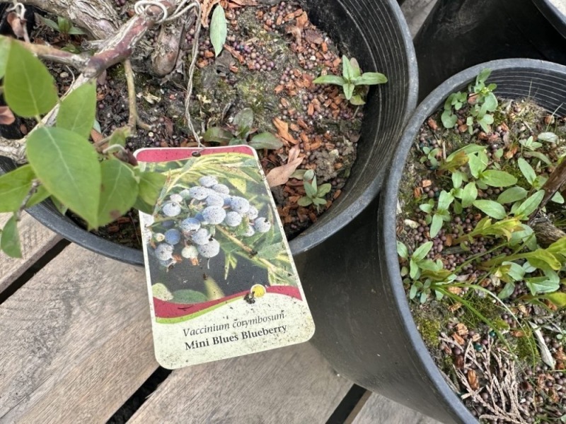 Mini Blues Blueberry Plant Qty: 6 | J. Stout Auction